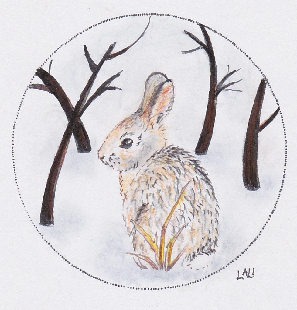 Winter Rabbit - My Green Vermont